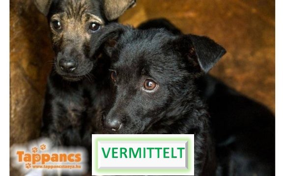 Vupi — Tierheimleben in Not