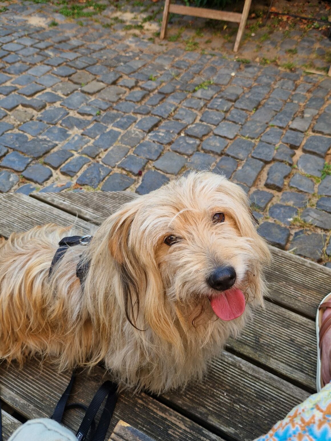 Kugli ♥ vermittelt ♥ — Tierheimleben in Not