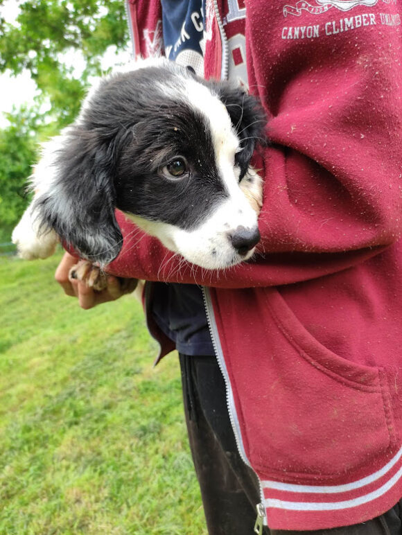 Timmy 2 ♥ vermittelt an die Cocker-Rettung e.V. ♥RT: 15.07 ...