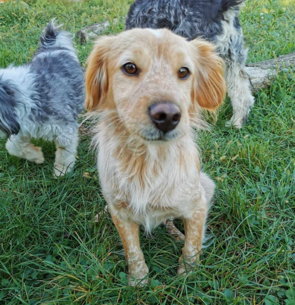 Mazli 9 +++vermittelt+++ — Tierheimleben in Not