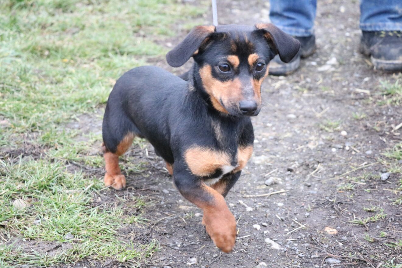 Szotyi 3 +++vermittelt+++ — Tierheimleben in Not